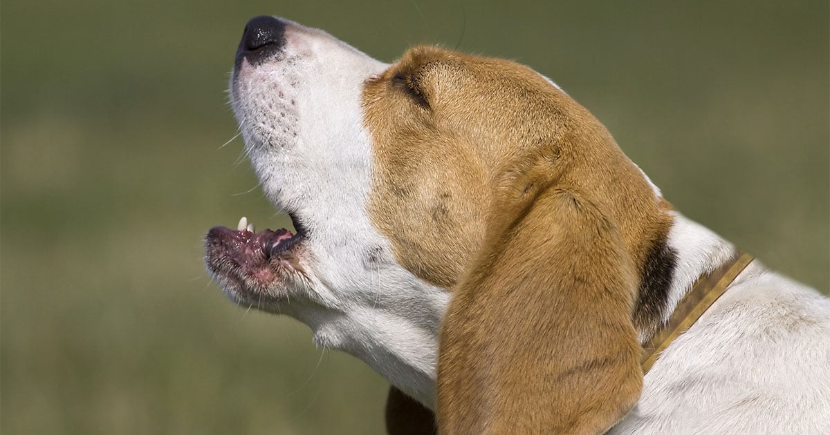 Why Does My Dog Howl And How Can I Make Them Stop Diamond Pet Foods Why Does My Dog Howl And How Can I Make Them Stop Diamond Pet Foods