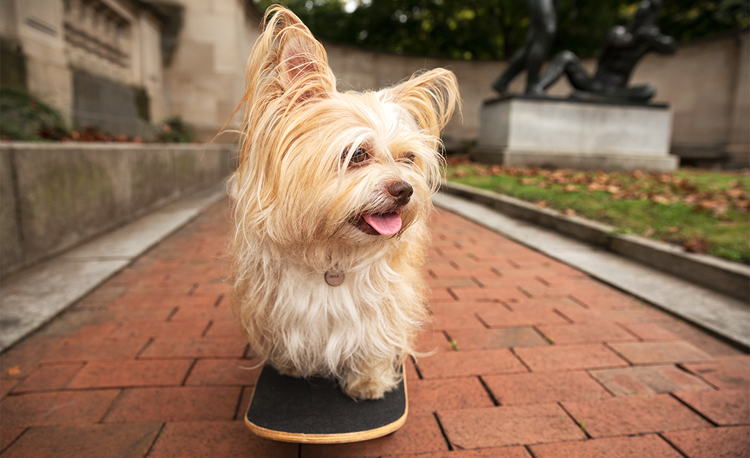 Leave a Review | Diamond Pet Foods